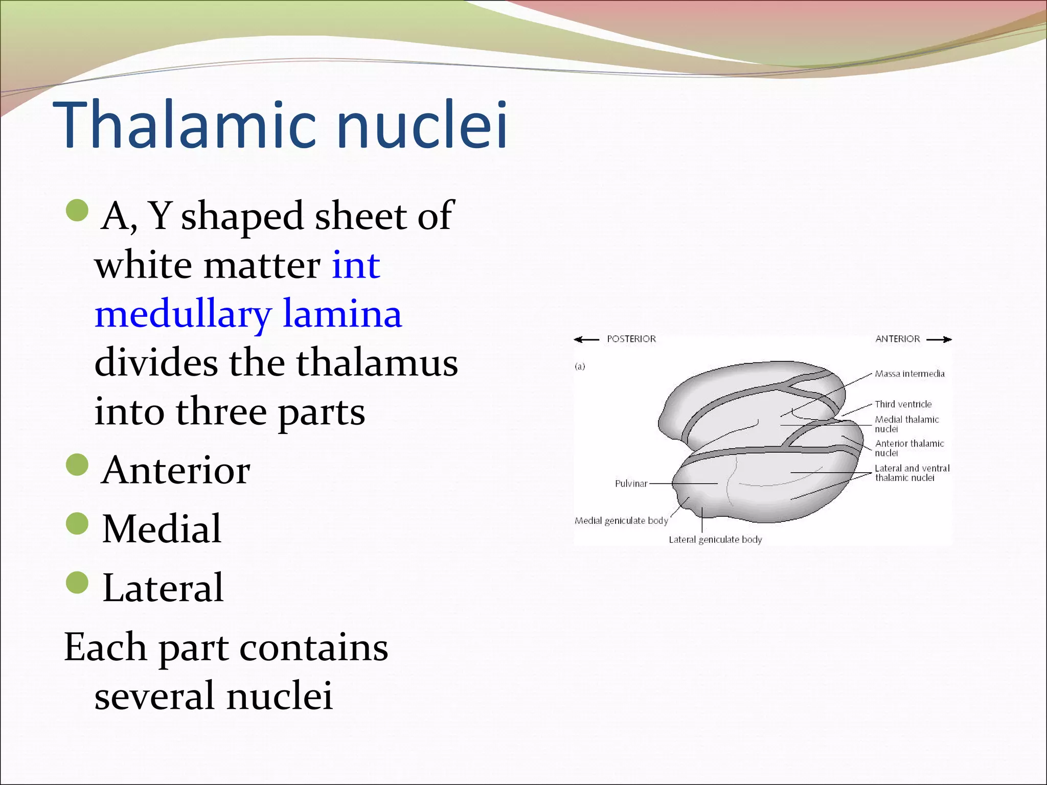 Diencephalon | PPT