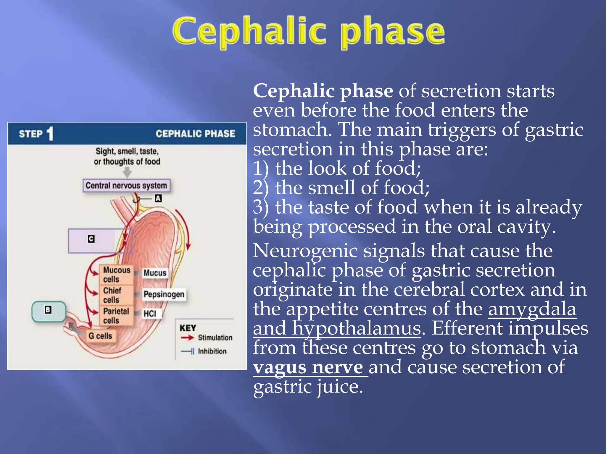 13_Digestion in oral cavity and stomach.pptx