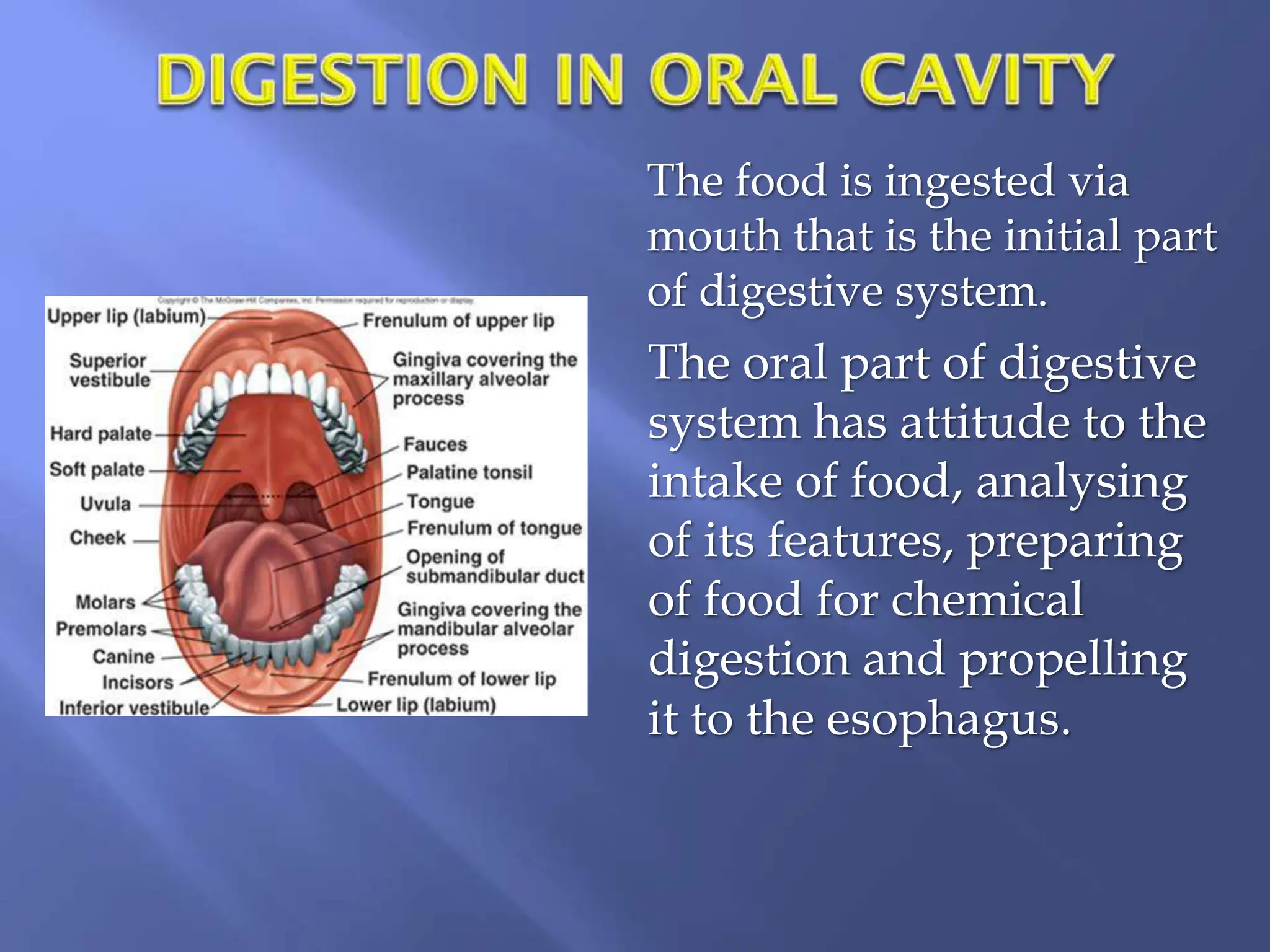 13_Digestion in oral cavity and stomach.pptx