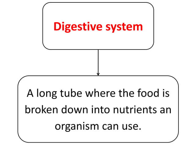 13 digestive system | PPTX
