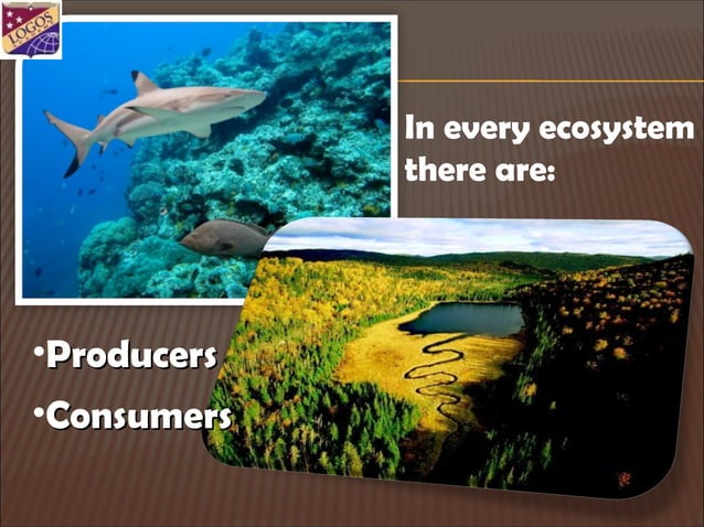 Ecosystems | PPT