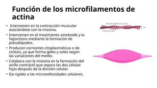 componentes de la célula el citoplasma.pptx