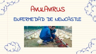 13 familia paramyxoviridae | PDF
