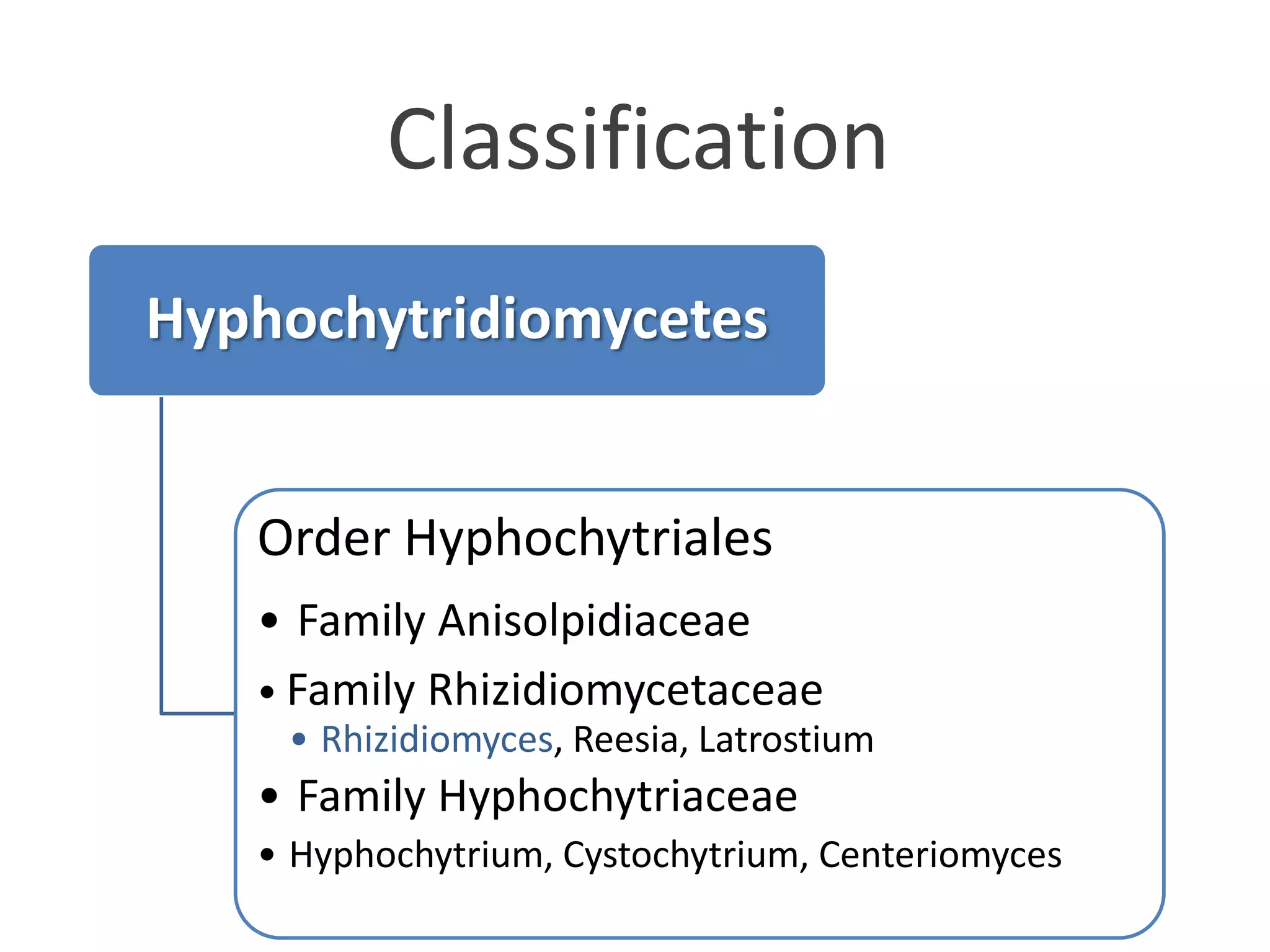 Filum Hyphochytridiomycota.pptx