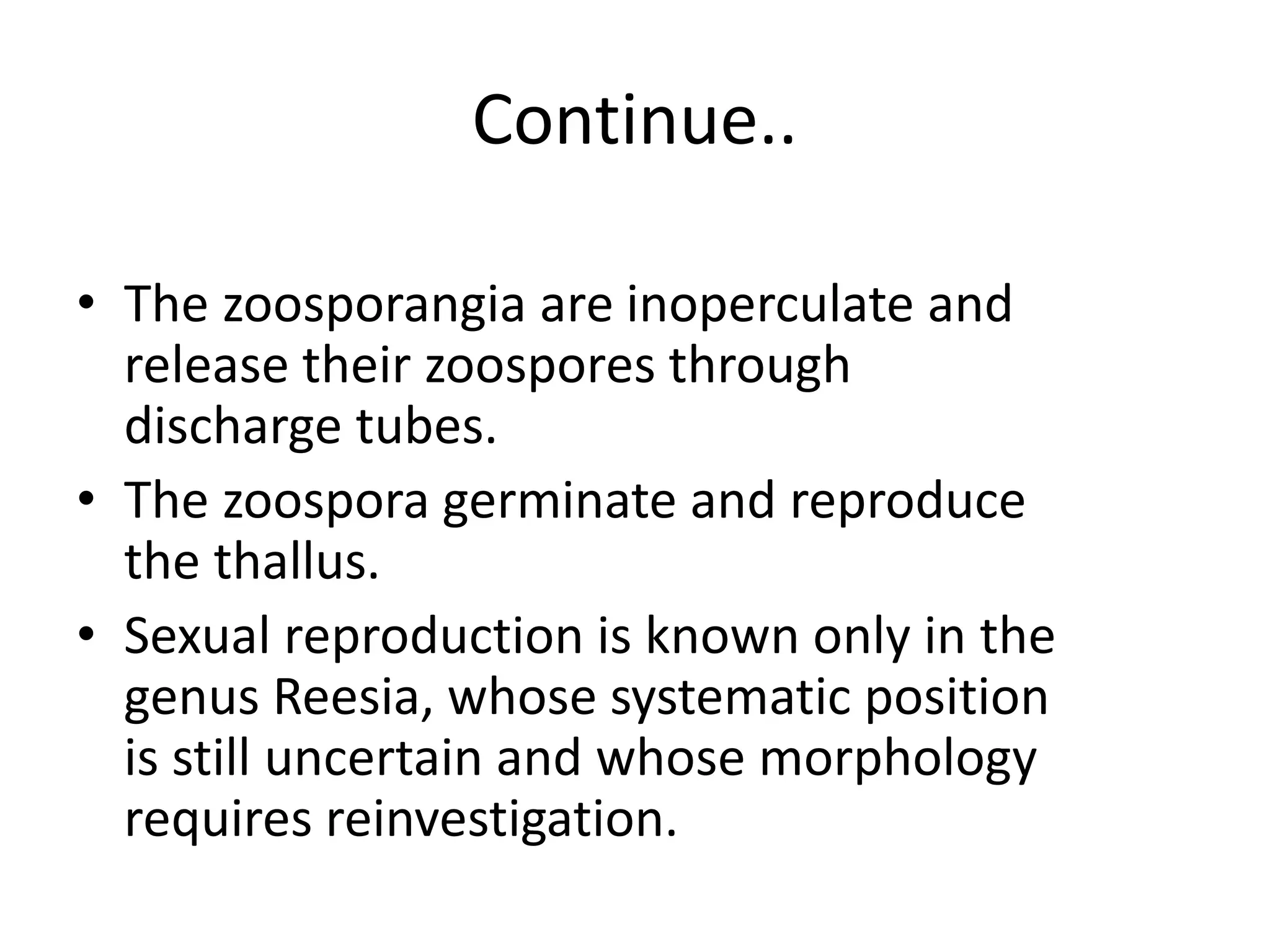 Filum Hyphochytridiomycota.pptx