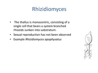 Filum Hyphochytridiomycota.pptx