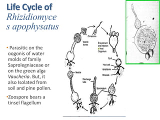 Filum Hyphochytridiomycota.pptx