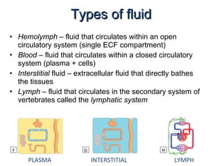 13 fluid flow 2010 | PPT | Heart and Cardiovascular Diseases | Diseases ...