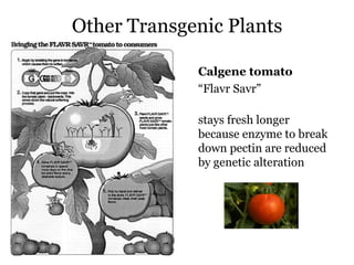 13 genetic engineering bw | PPT