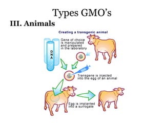Genetic Engineering Process In Animals