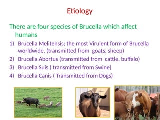 13 Human Brucellosis diagnosis and .pptx