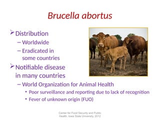 13 Human Brucellosis diagnosis and .pptx