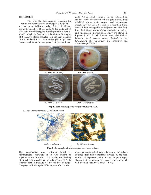 13 isolation and identification of endophytic fungi from 13 ijtas 93-2018-humeera nisa | PDF