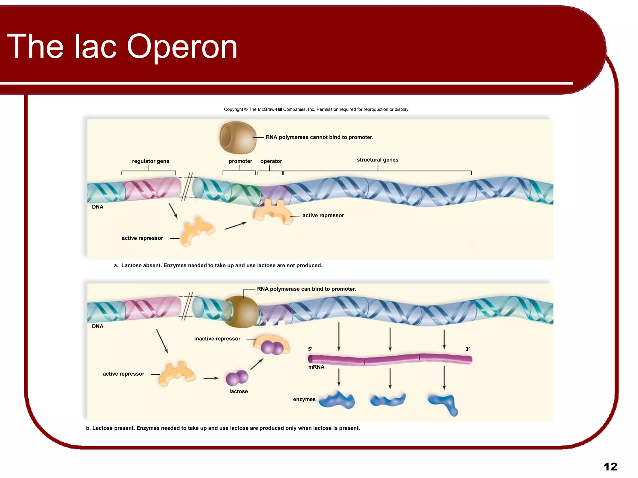 13 Lecture Animation Ppt | PPT
