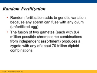 Ch 13: Meiosis and Sexual Life Cycles | PPT