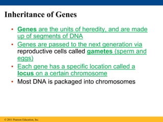 13 lecture presentation revised | PPT