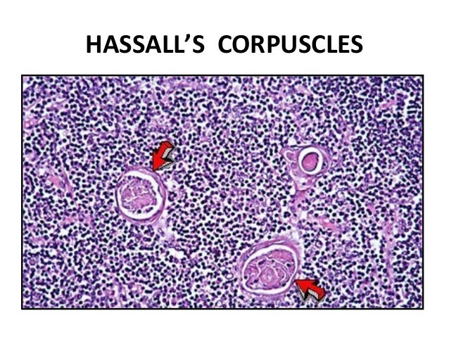 13 lymphoid organs dr kirti 21 dec (2)