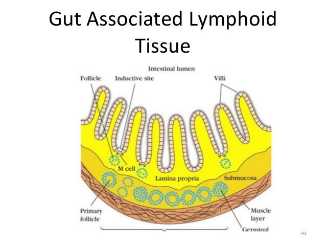 13 lymphoid organs dr kirti 21 dec (2)