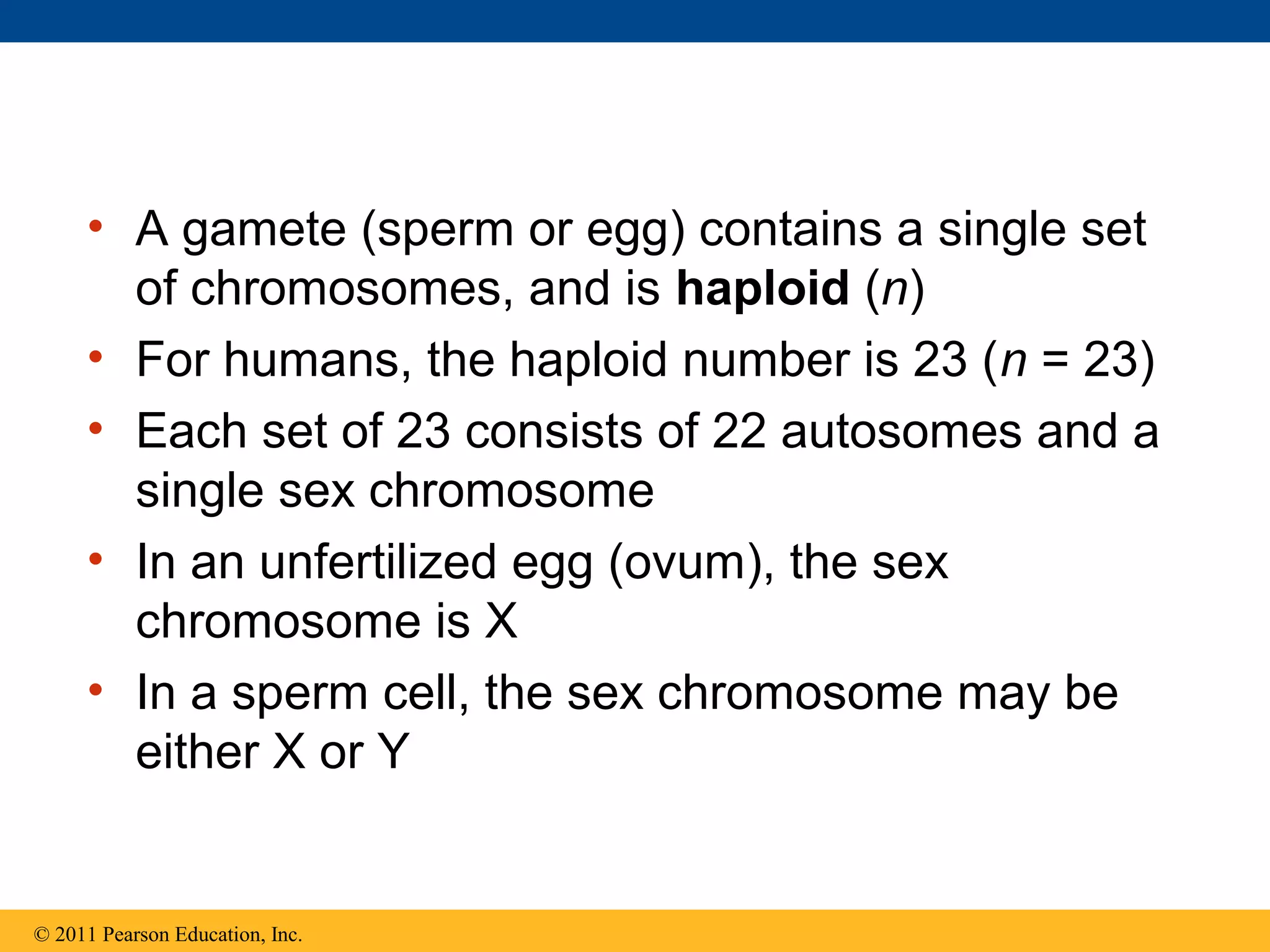 13 meiosis and sexual life cycles | PPT