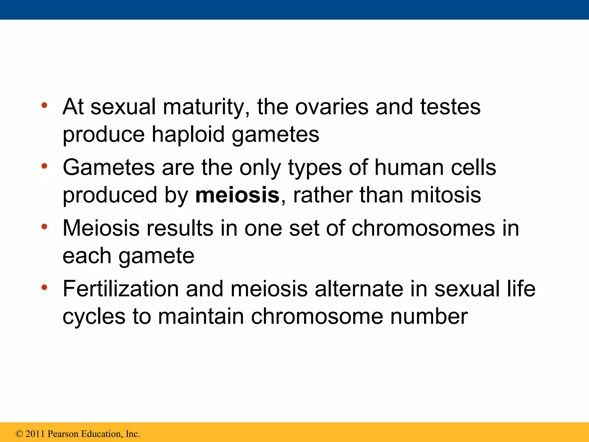 13 meiosis and sexual life cycles | PPT