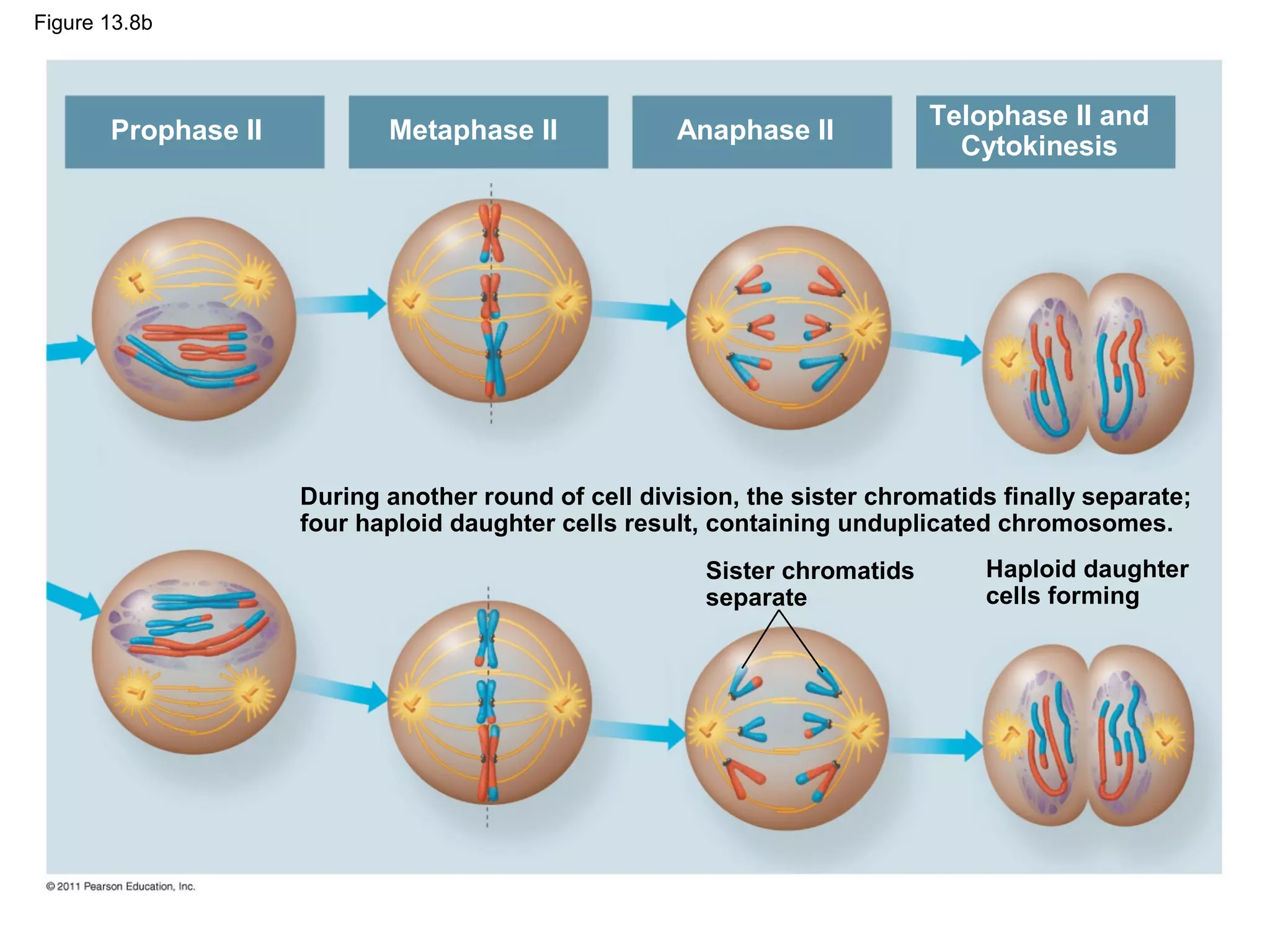 13 meiosis and sexual life cycles | PPT