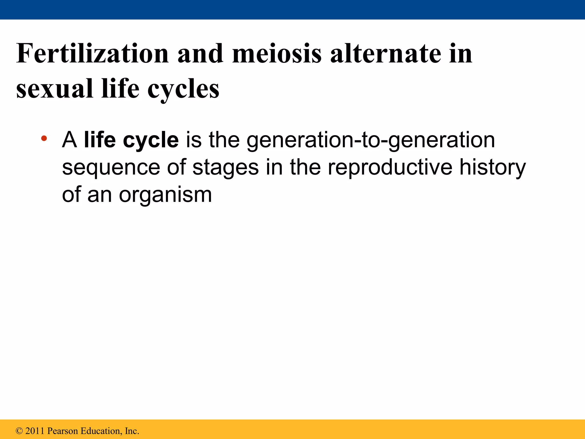 13 meiosis and sexual life cycles | PPT
