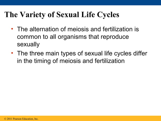 13 meiosis and sexual life cycles | PPT