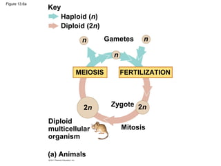 Animal Life Cycle Meiosis And Mitosis