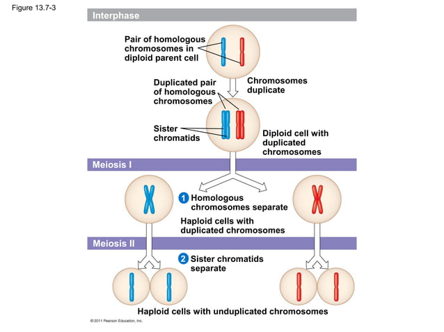 13 meiosis and sexual life cycles | PPT