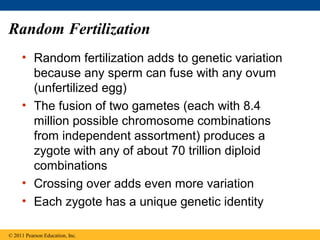 Random Fertilization