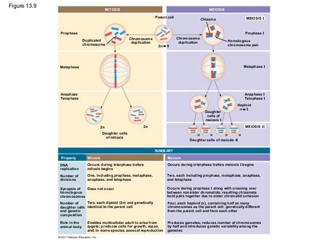 13 meiosis and sexual life cycles