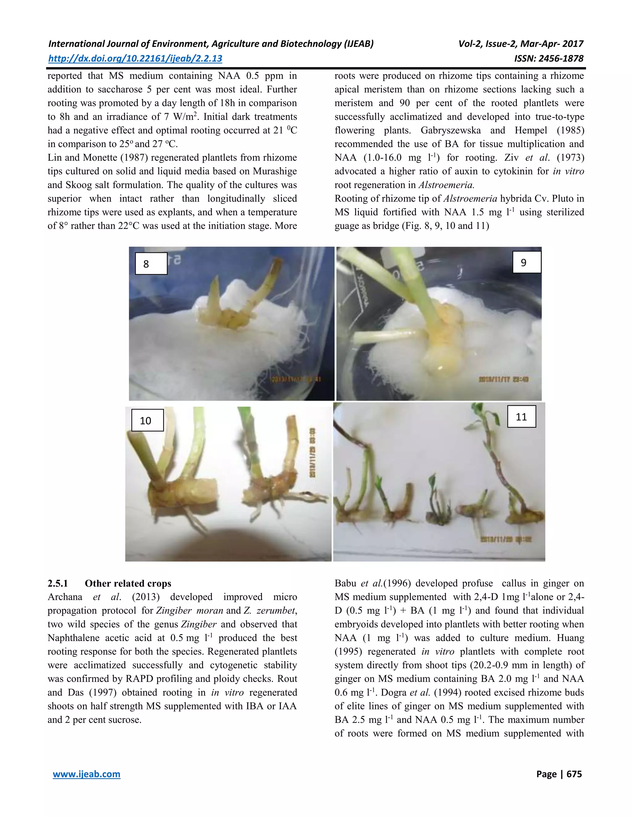 Micro-propagation of Alstroemeria Hybrida Cv. Pluto | PDF