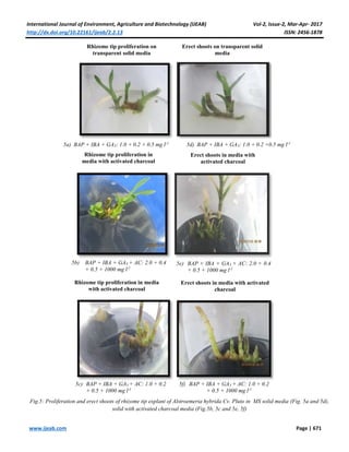 Micro-propagation of Alstroemeria Hybrida Cv. Pluto | PDF