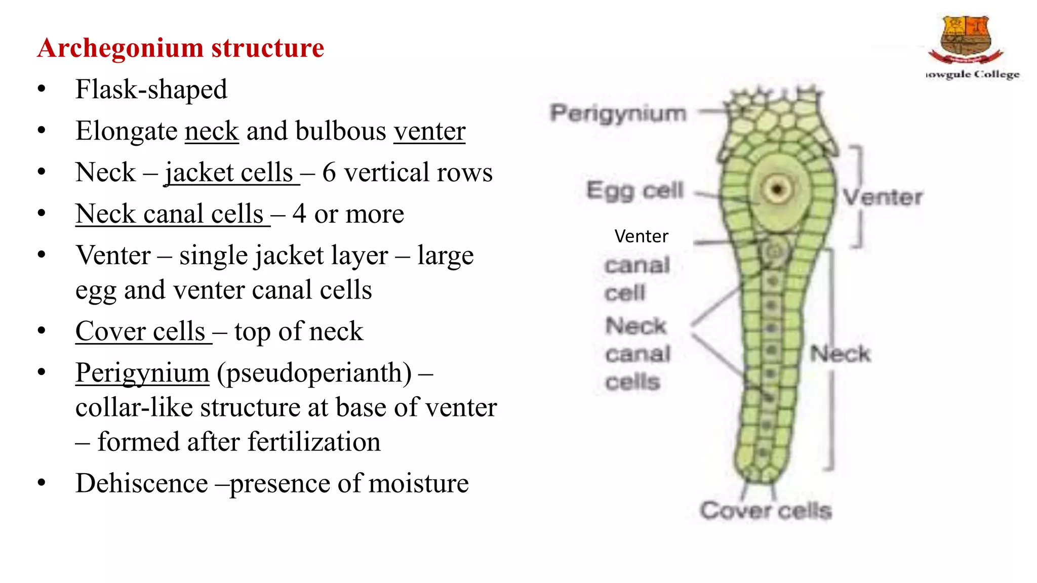 Morphological, anatomical and reproductive characters of Marchantia | PPTX
