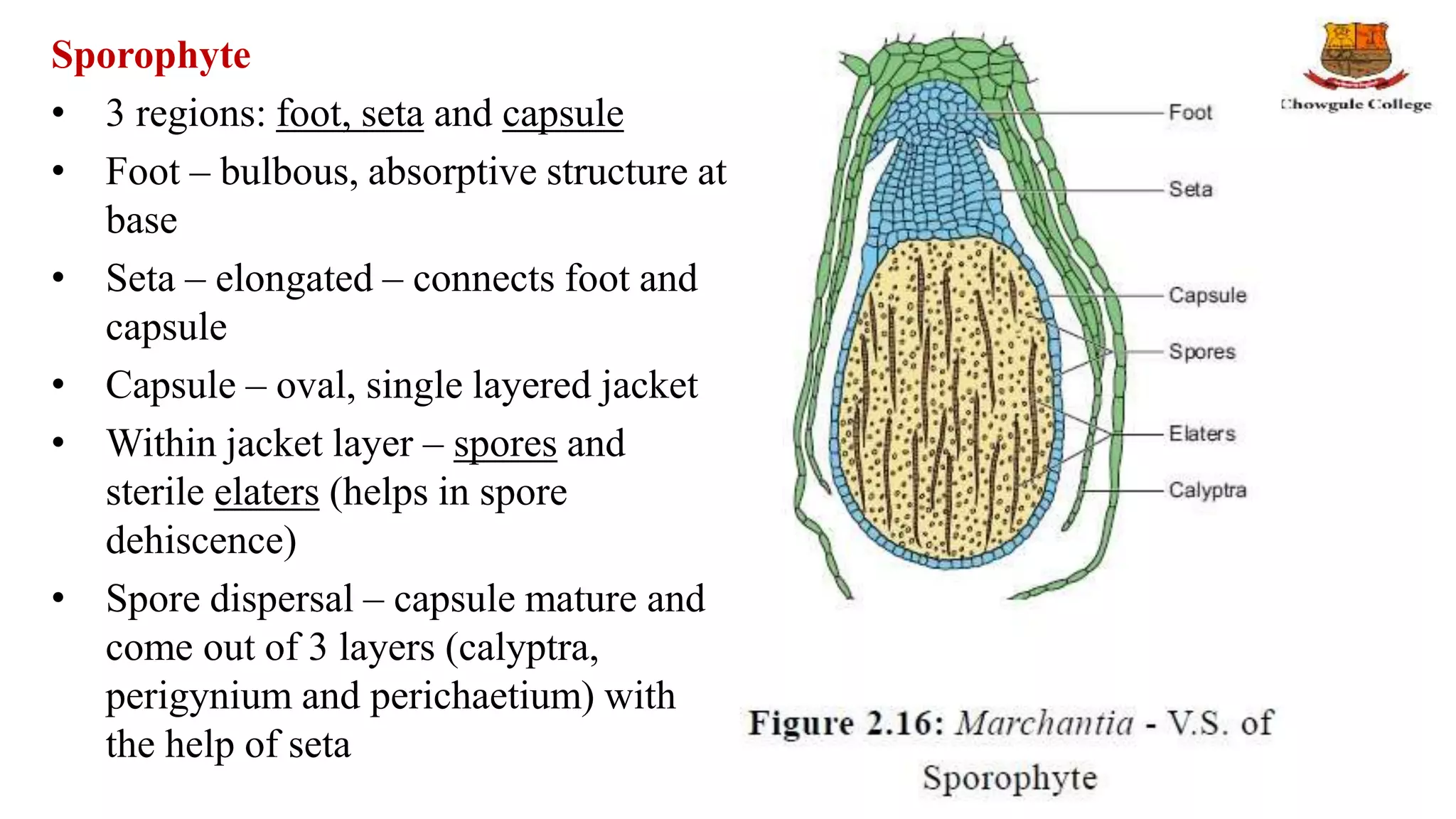 Morphological, anatomical and reproductive characters of Marchantia | PPTX