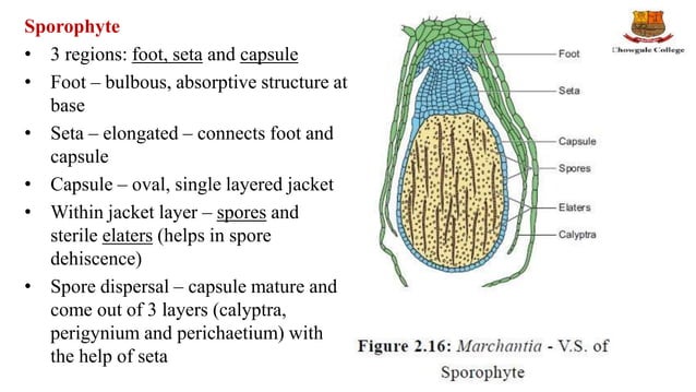 Morphological, anatomical and reproductive characters of Marchantia ...