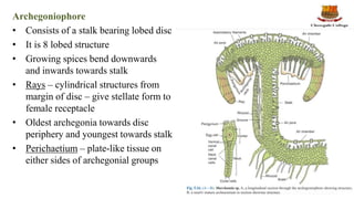 Marchantia Archegonia Structure