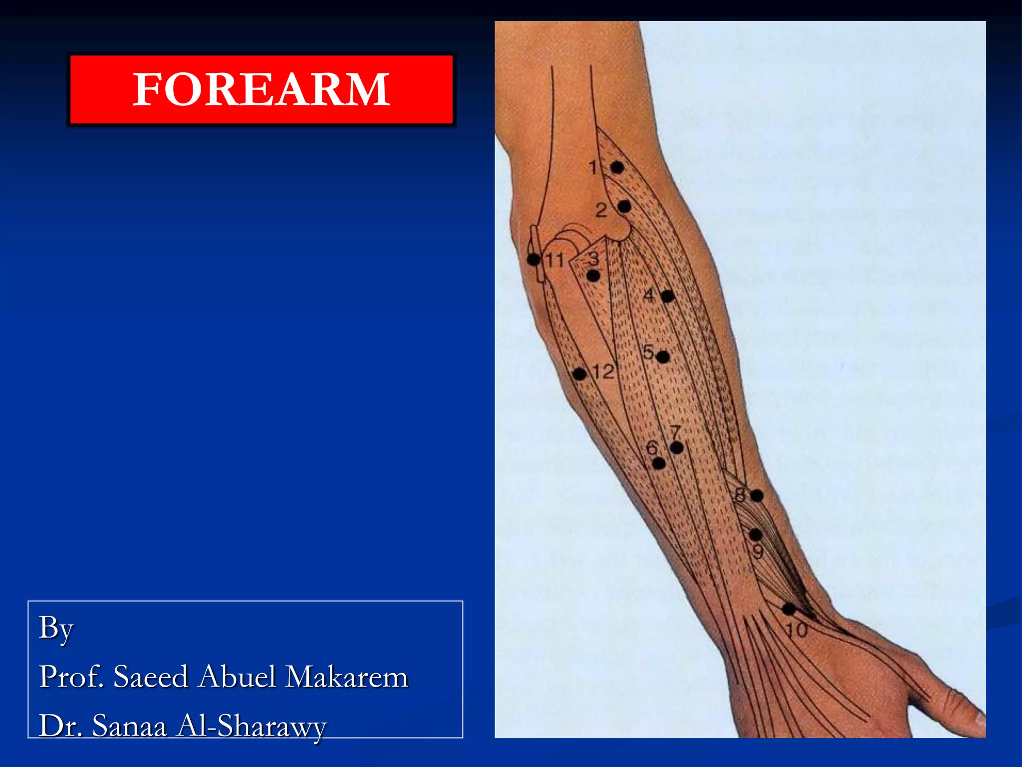 13 ms Forearm.ppt