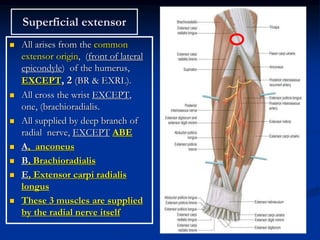 13 ms Forearm.ppt