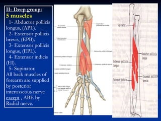 13 ms Forearm.ppt