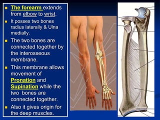 13 ms Forearm.ppt