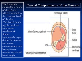 13 ms Forearm.ppt
