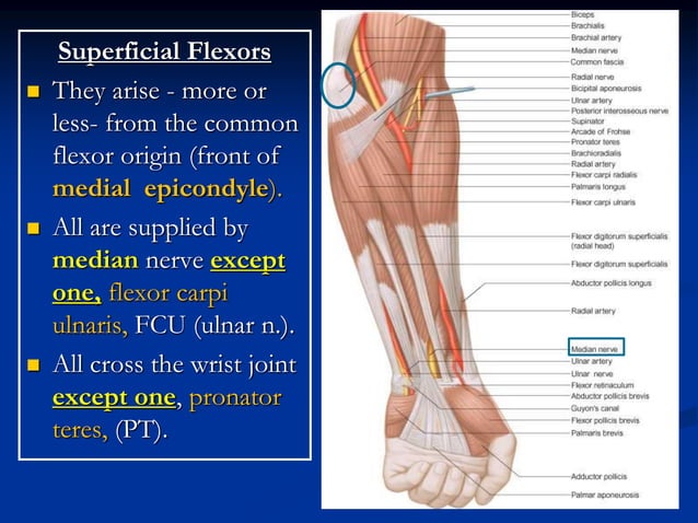 13 ms Forearm.ppt