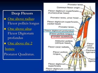 13 ms Forearm.ppt