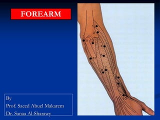 13 ms Forearm.ppt