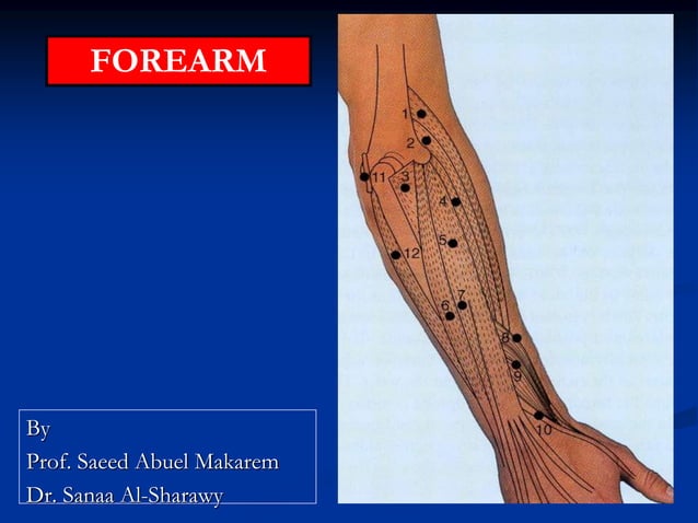 13 ms Forearm.ppt