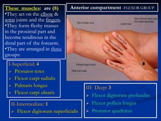 13 ms Forearm.ppt
