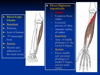 13 ms Forearm.ppt