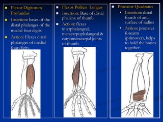 13 ms Forearm.ppt