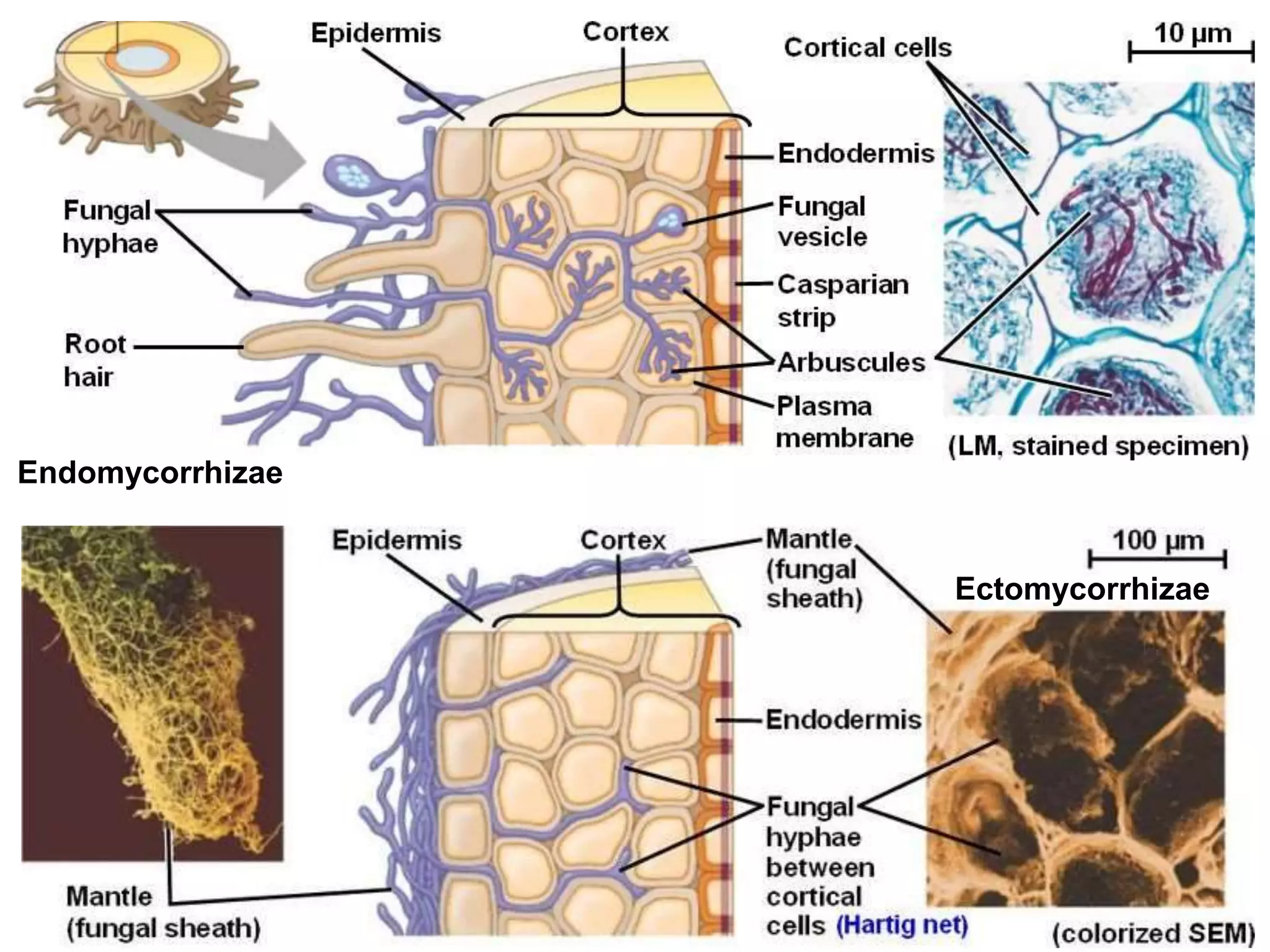 Mycorrhizae | PPT